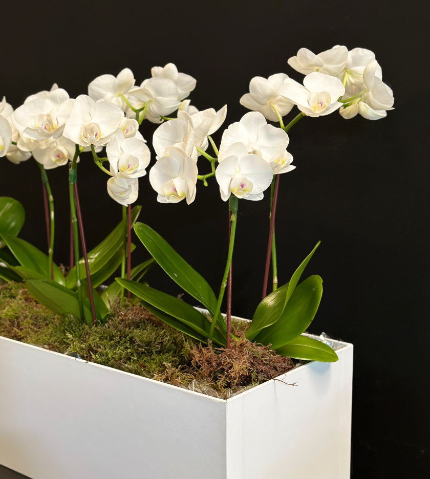 Orchids Plants Delivery | Send Orchids Flower Online
