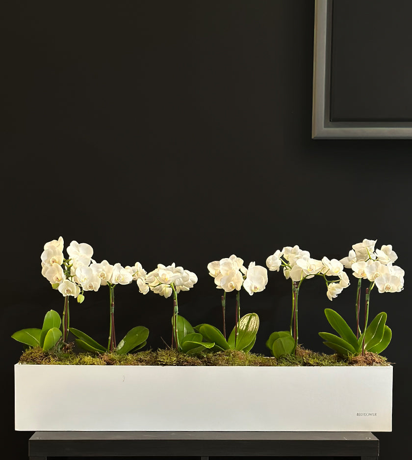 Orchids Plants Delivery | Send Orchids Flower Online